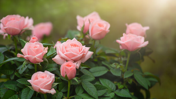 10 common rose problems and how to avoid them in your garden