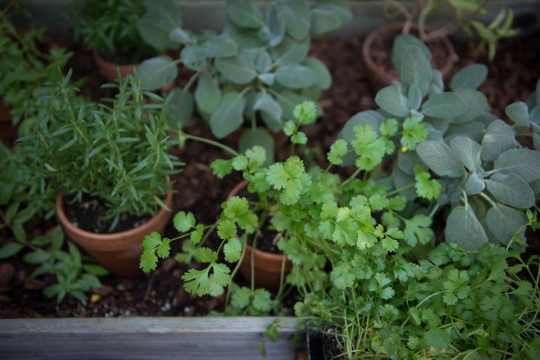 7 shade-friendly fruits and vegetables you can grow in patio pots