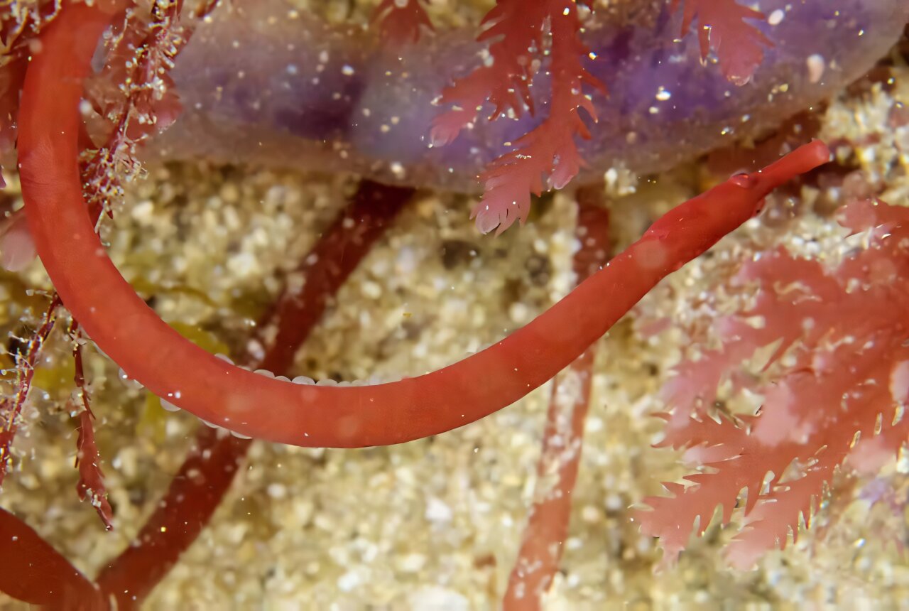 Rare male red pipefish carrying eggs on its trunk spotted in Sydney
