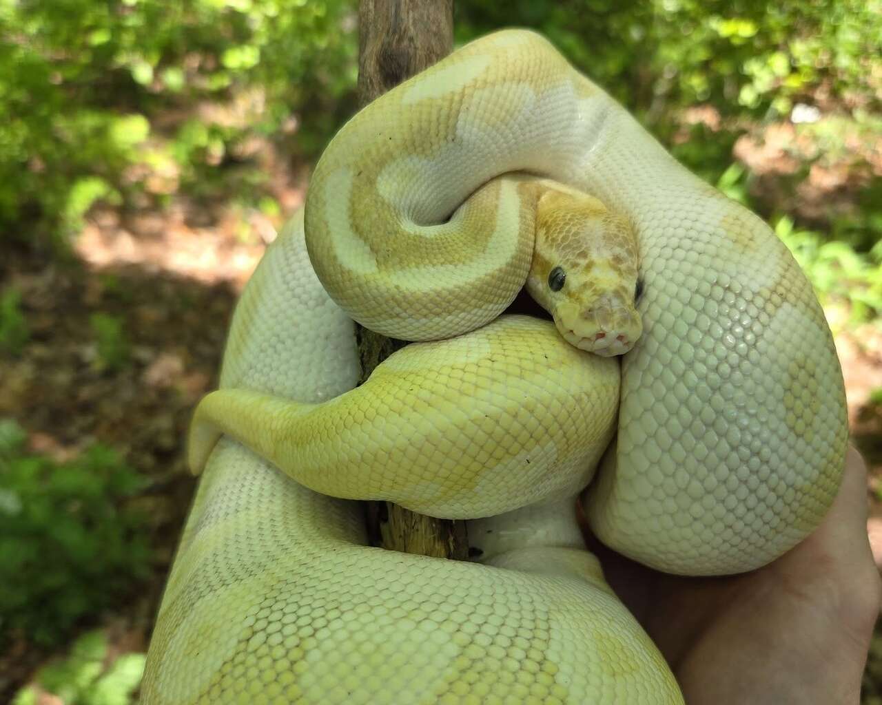Snake, bearded dragon dumped at New London park, animal control says
