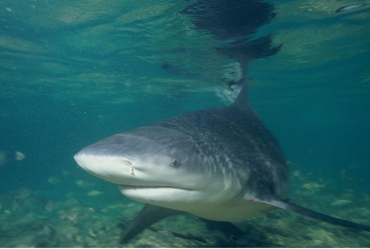 10 Mississippi River creatures you must stay away from