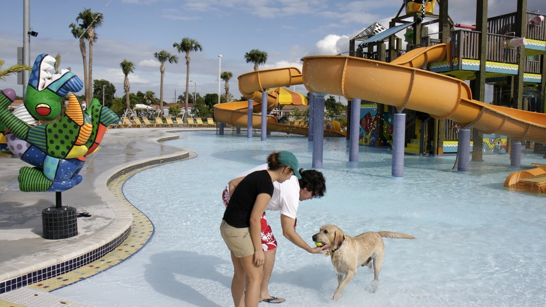 Golden retrievers' joyful water antics make waves online