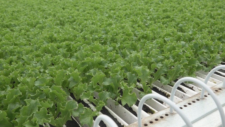 Inside BrightFarms: How lettuce goes from seed to store shelves in Macon