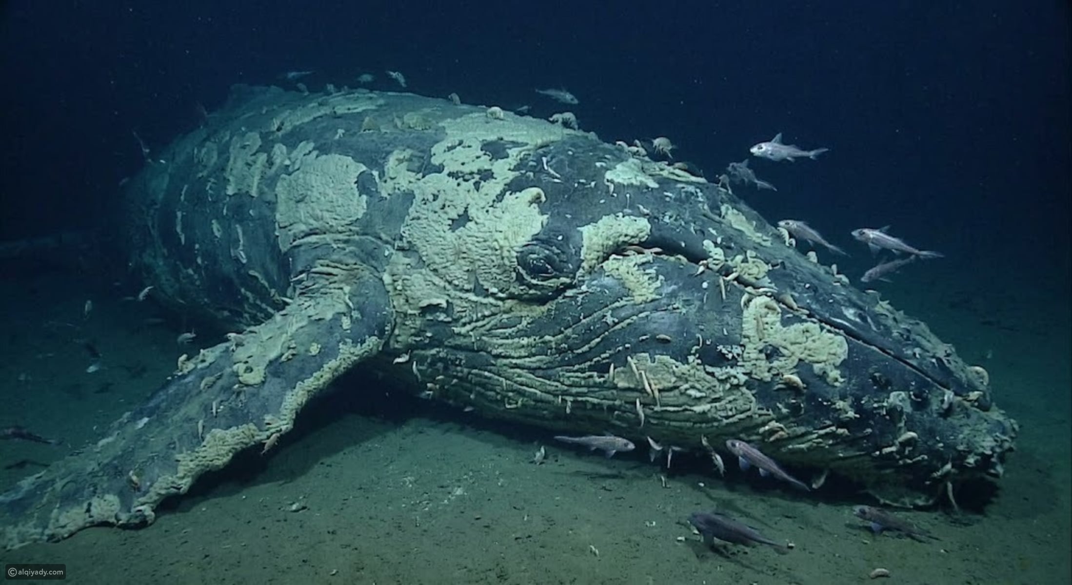 A dead whale found 1,288m deep in the Pacific revealed something strange