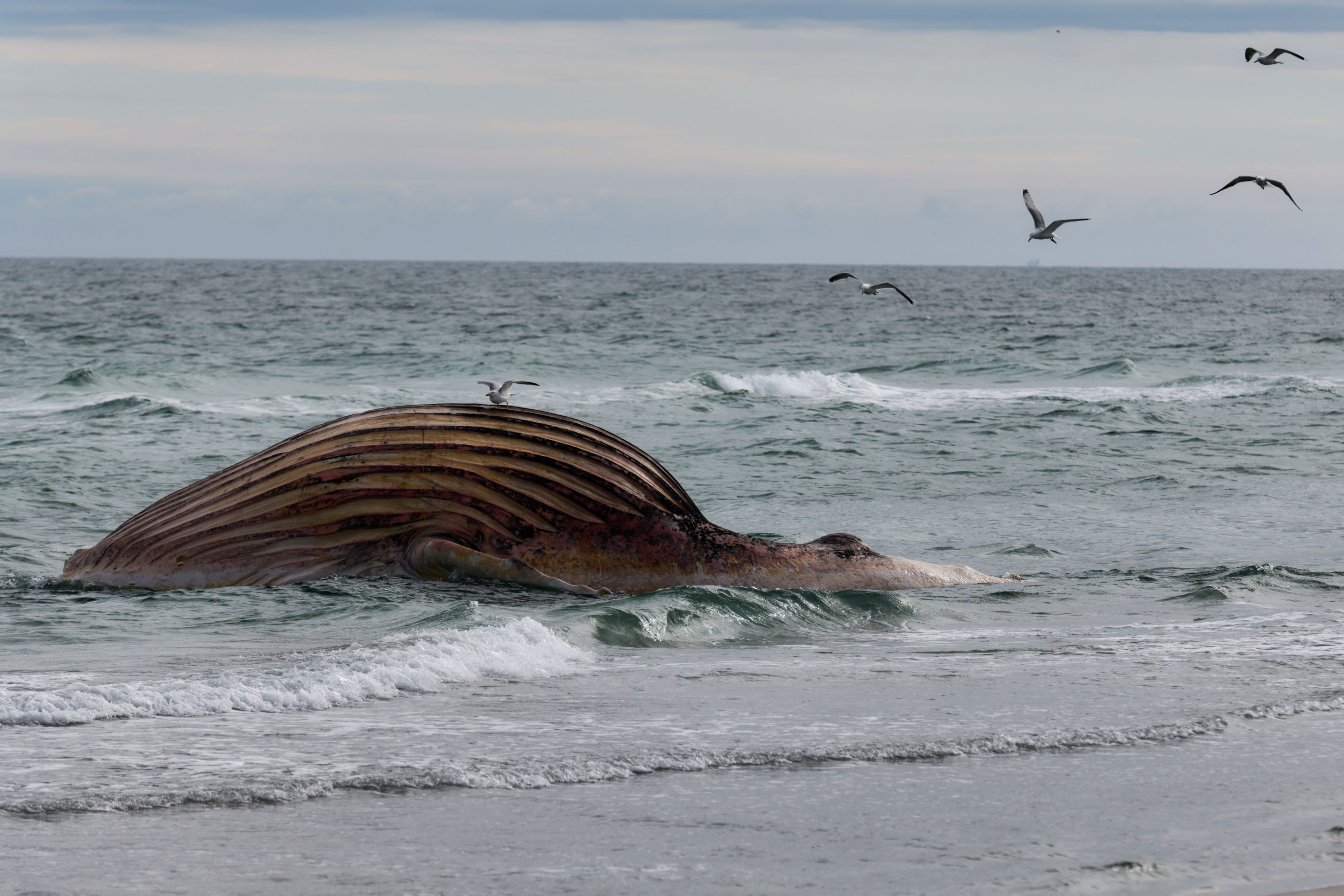 Fears carcass of Timmy the whale could explode after failed £1,200,000 ...