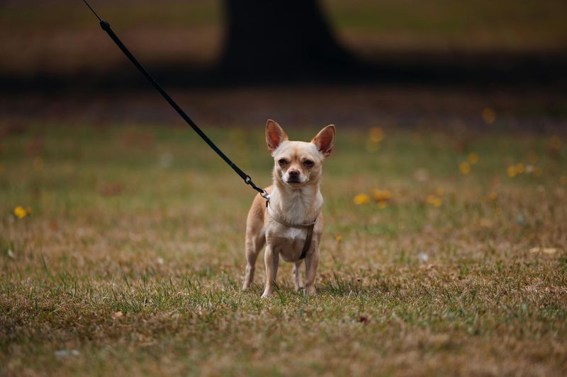 The world's 15 tiniest dog breeds