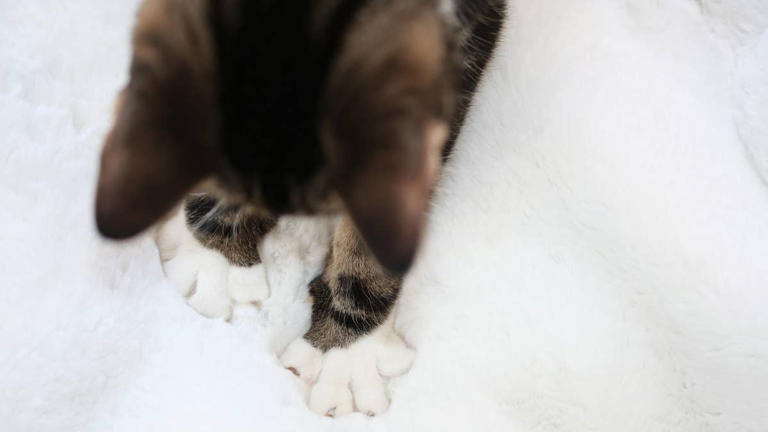 At first glance, this rare cat looks like a regular kitty—until you see ...