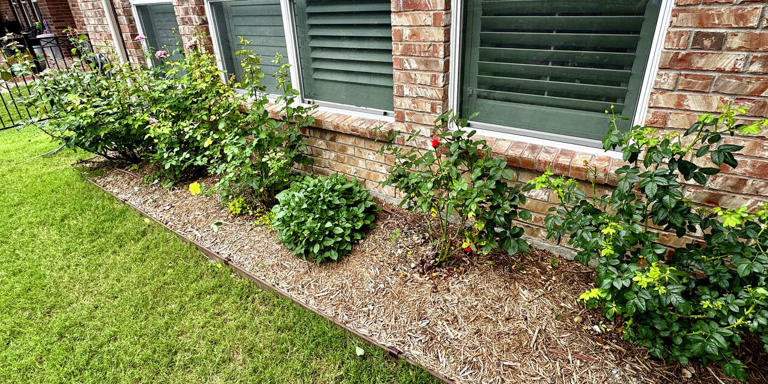 How to fix mulch volcanoes, save St. Augustine lawn and stop black spot ...