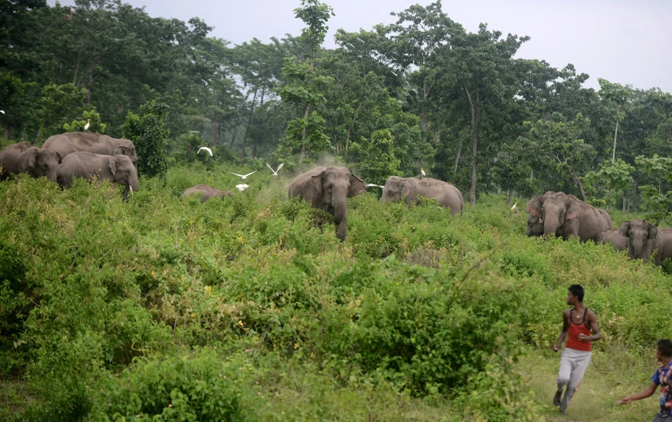 Two fatal elephant attacks in Tamil Nadu raise alarm