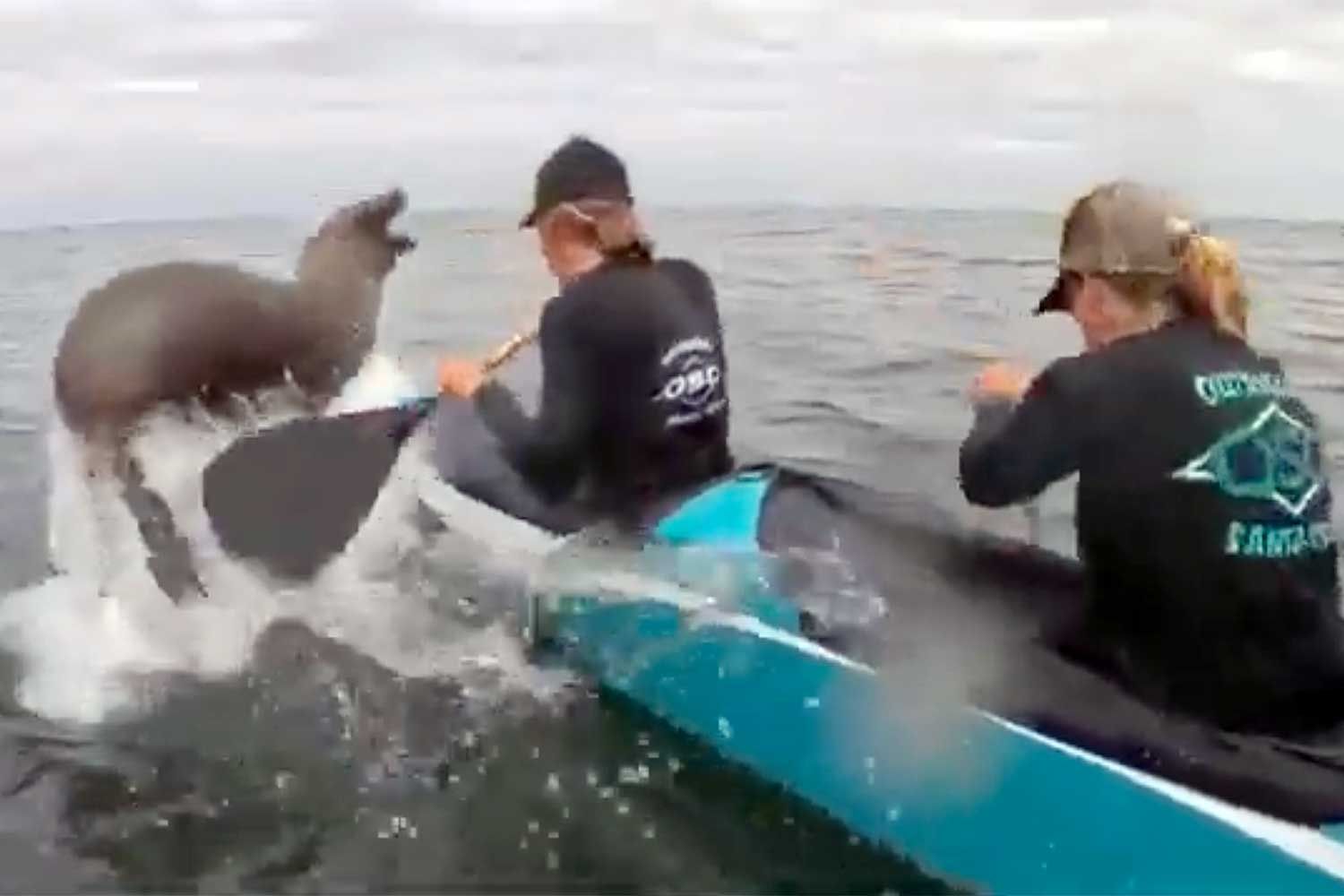 Canoe racers have dramatic encounter with sea lion looking to 'be part ...