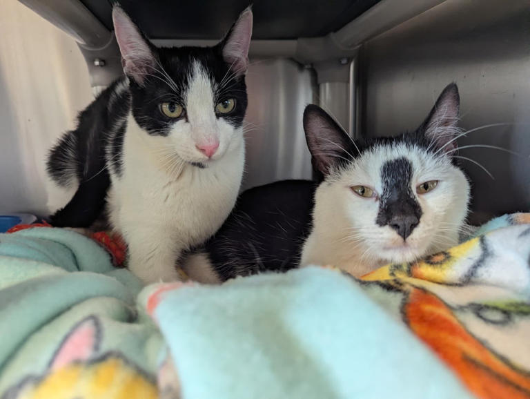 These cats are available for adoption in North Jersey this week