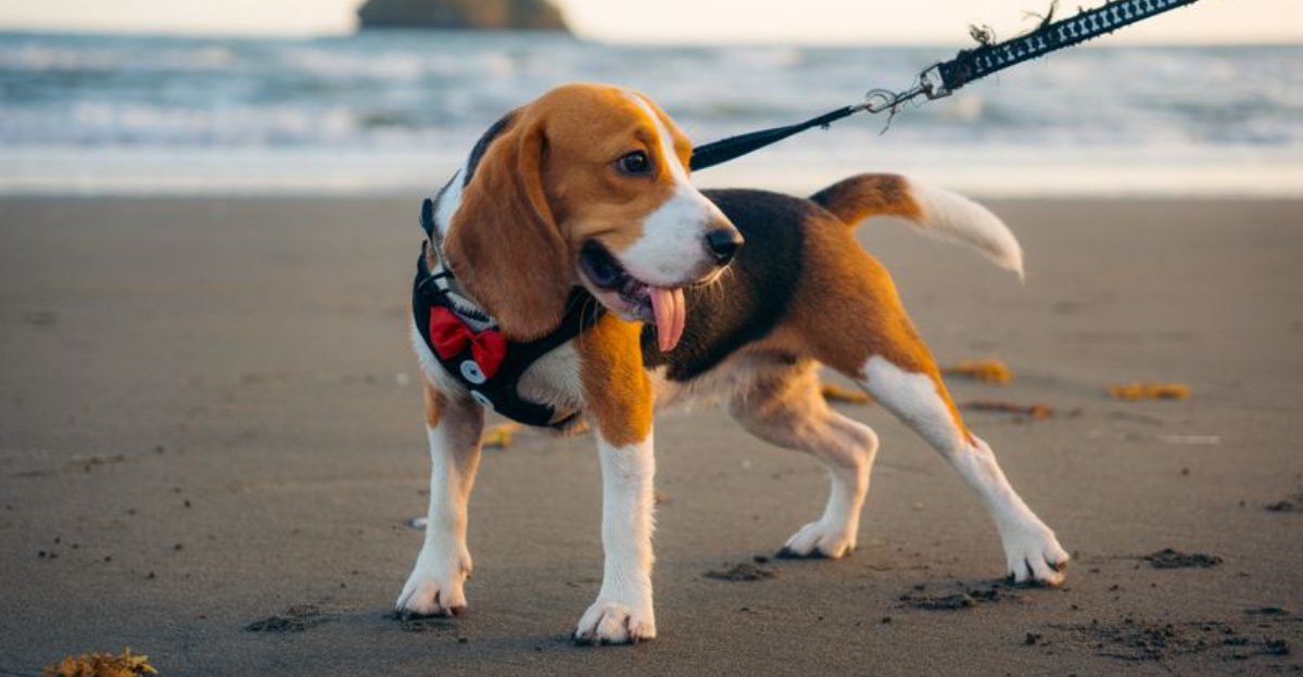 13 forever-young dog breeds owners say rarely slow down completely