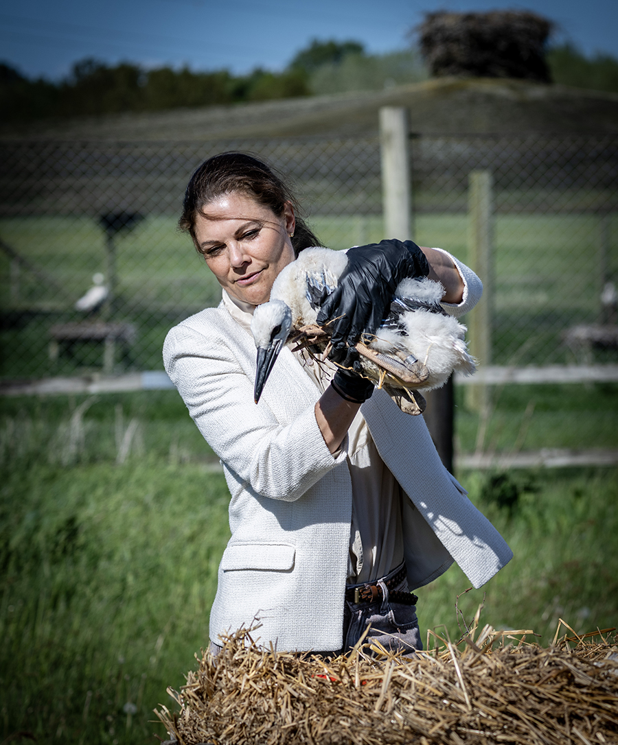 Victoria helt utan prins Daniel igen – frågorna om paret växer