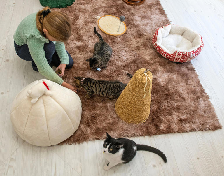 Enjoy coffee with a kitten at these 3 Louisiana cat cafes