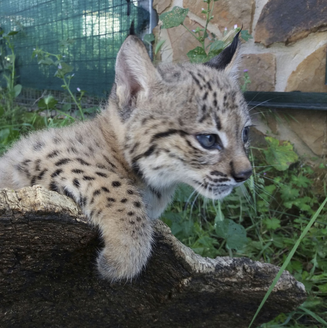 Sobreviven ocho de los once cachorros de lince que nacen en La Olivilla ...