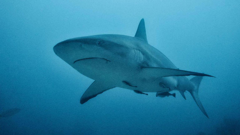 Sub italiano attaccato e ucciso da uno squalo