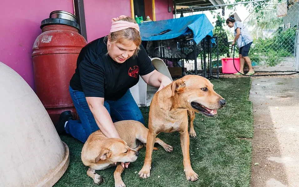 Two rescued dogs show resilience after trauma and neglect