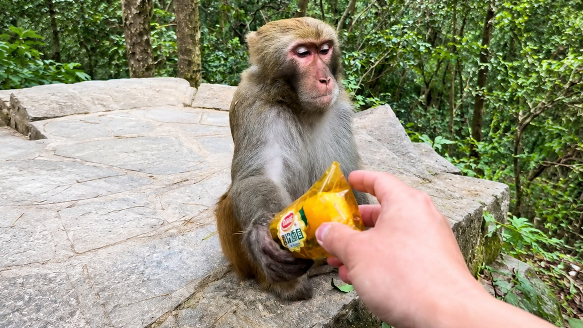 The monkey carefully holds bread while watching nearby surroundings closely