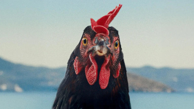 Hen – storia di una gallina: vita, piume e libertà