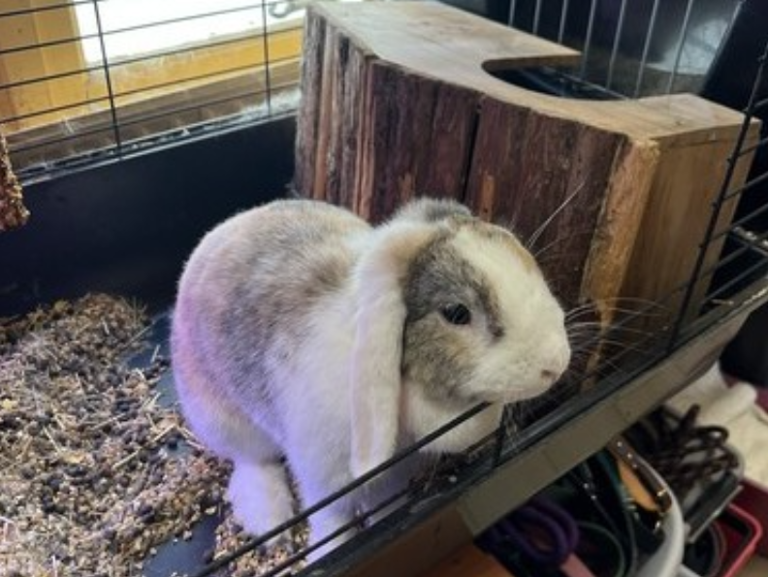 Adoption. Le lapin CRACOTTE attend ses nouveaux maîtres à la SPAA d’Angers