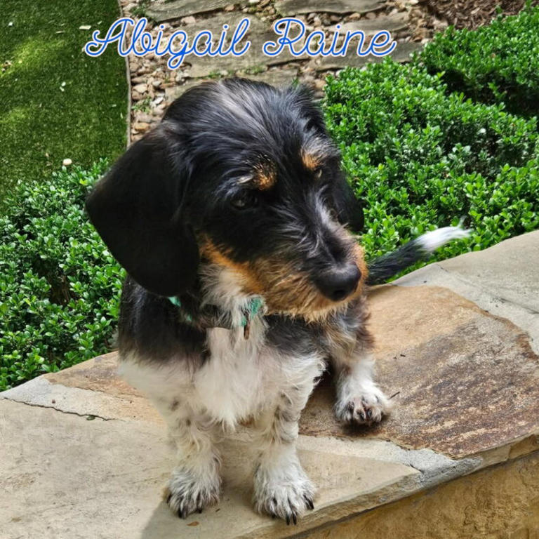 These 10 dogs in Texas are looking for someone to love them