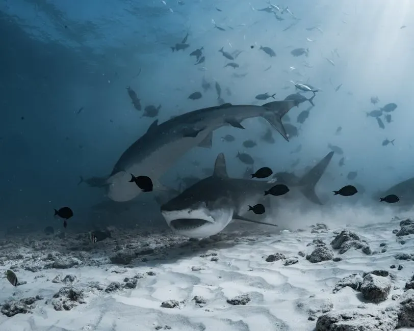 Why bull sharks thrive in murky, stormy waters