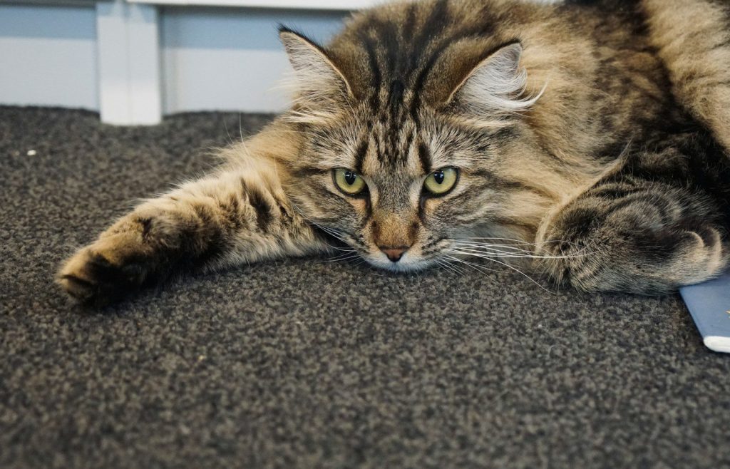 Why does a newly adopted cat cry nonstop?