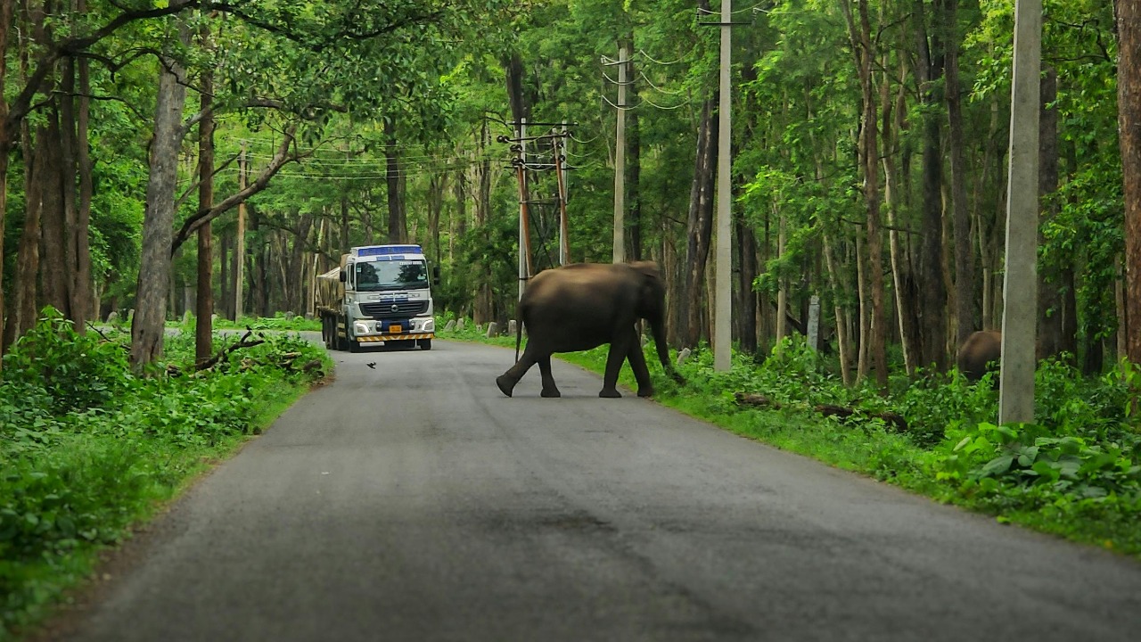 65% of wild animals just got caught changing how they move when humans ...