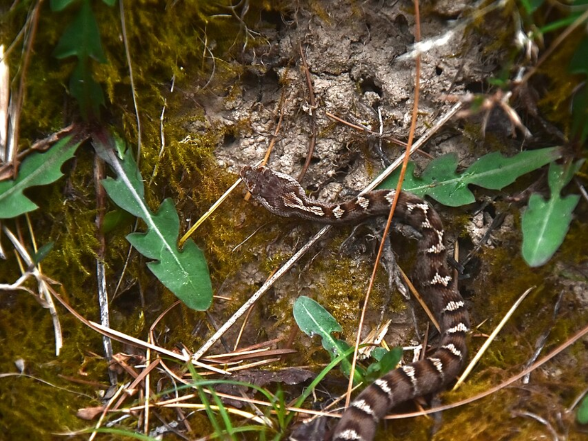 Scientists thought this venomous Himalayan snake was one species since ...