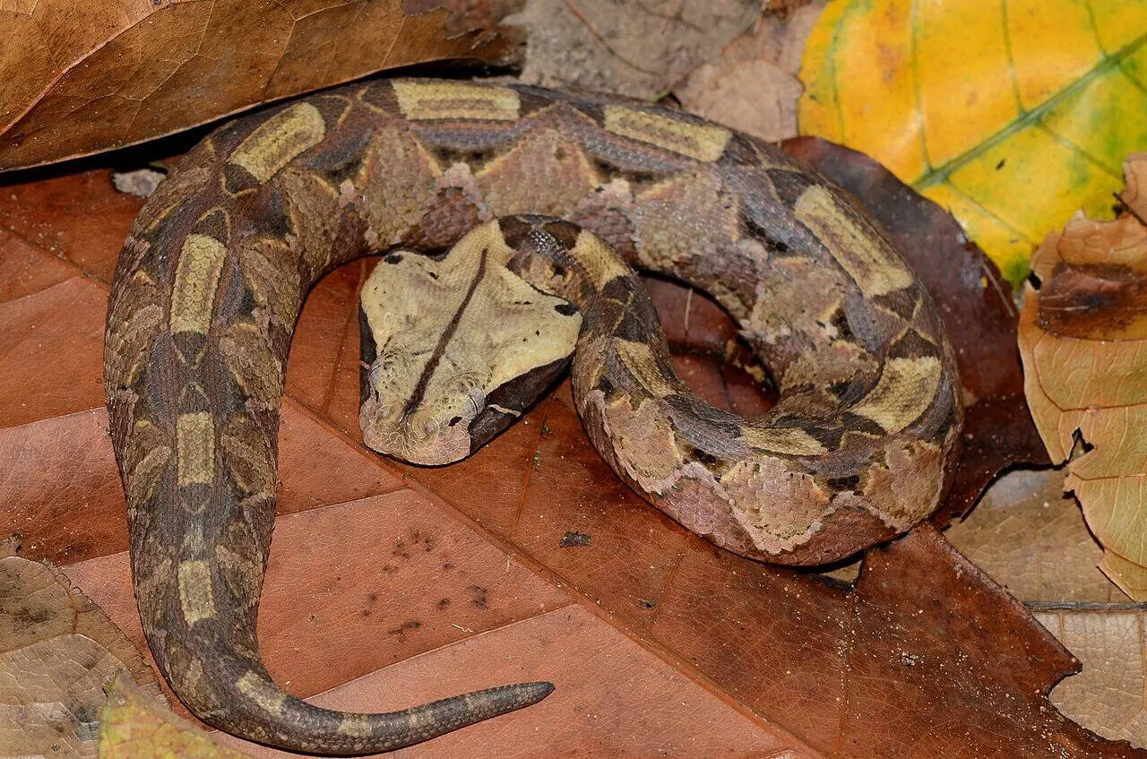 How to identify Gaboon viper: Key physical features, range, habitat ...