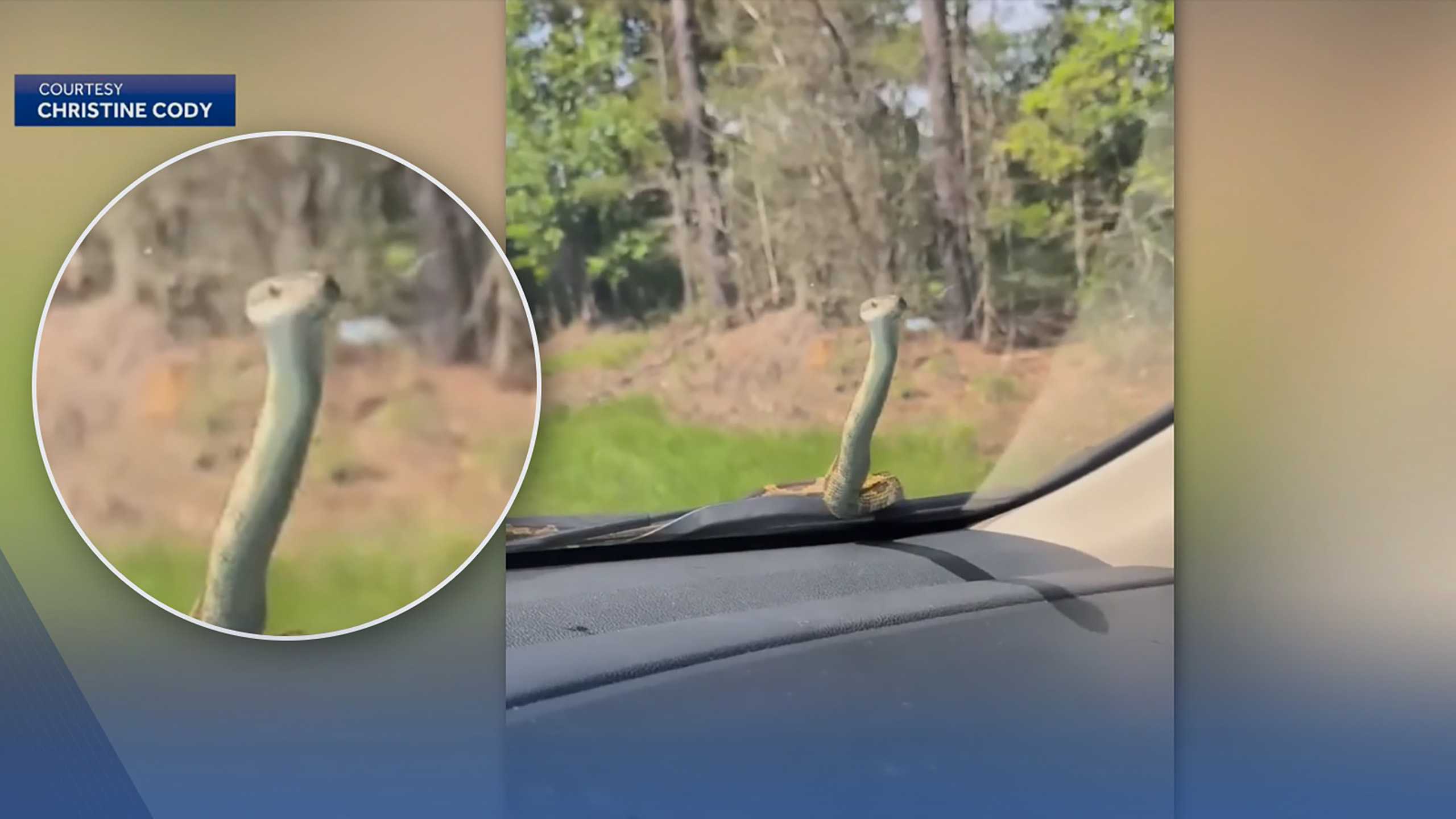 Woman captures terrifying snake encounter on windshield while driving