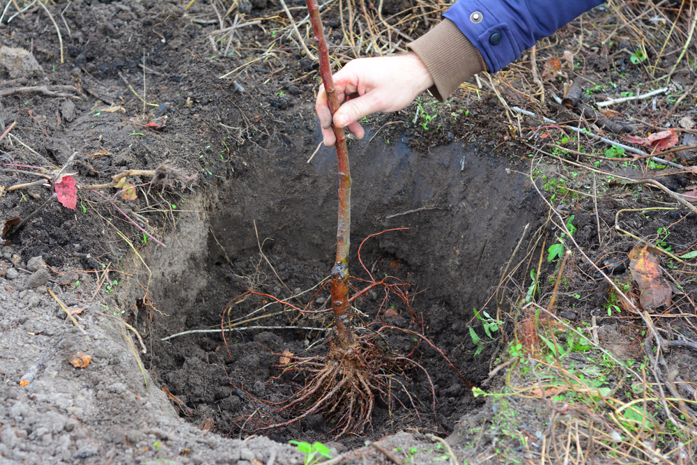 20 steps to planting a mini backyard orchard with minimal space