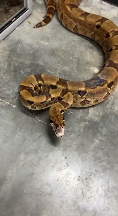 Giant boa found in Florida!