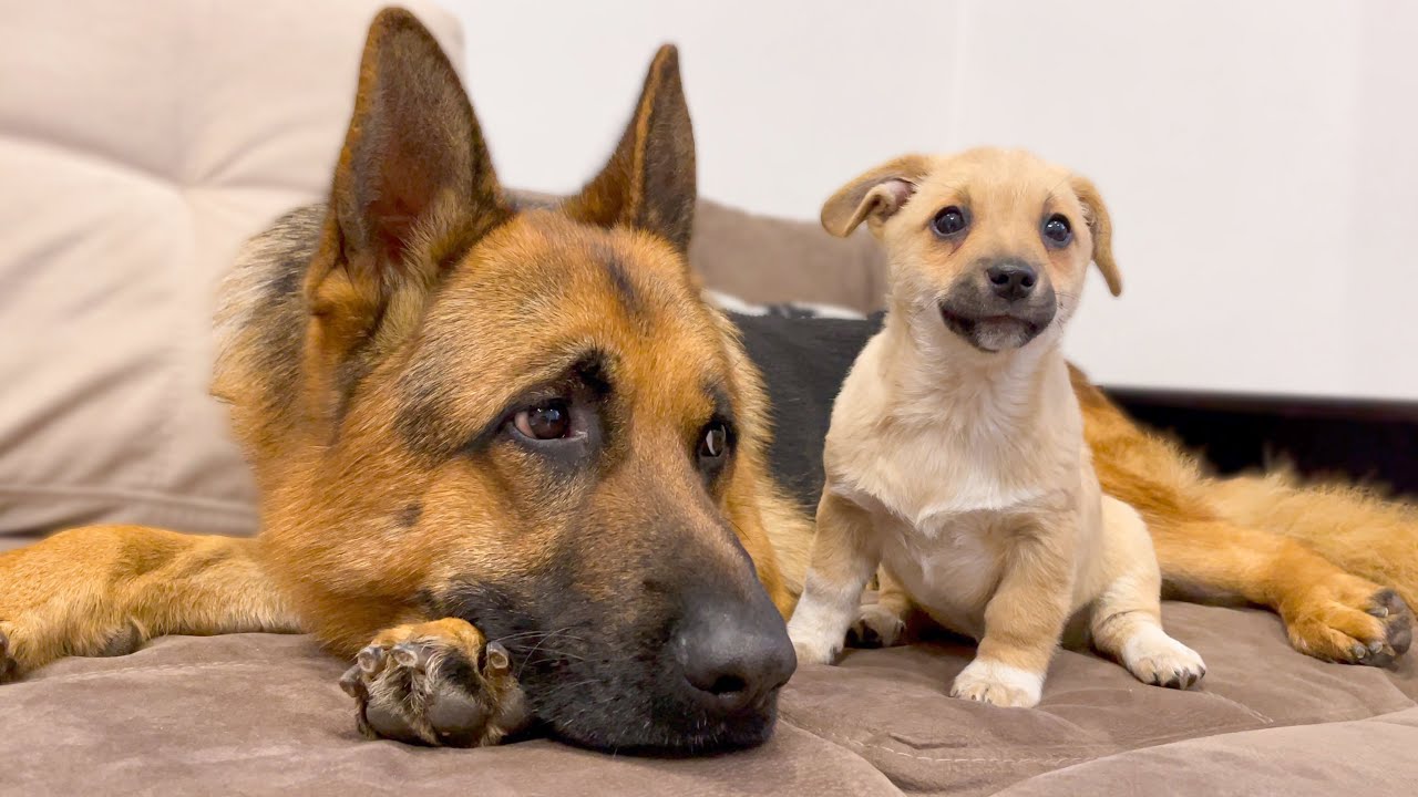 German shepherd confused by little puppy