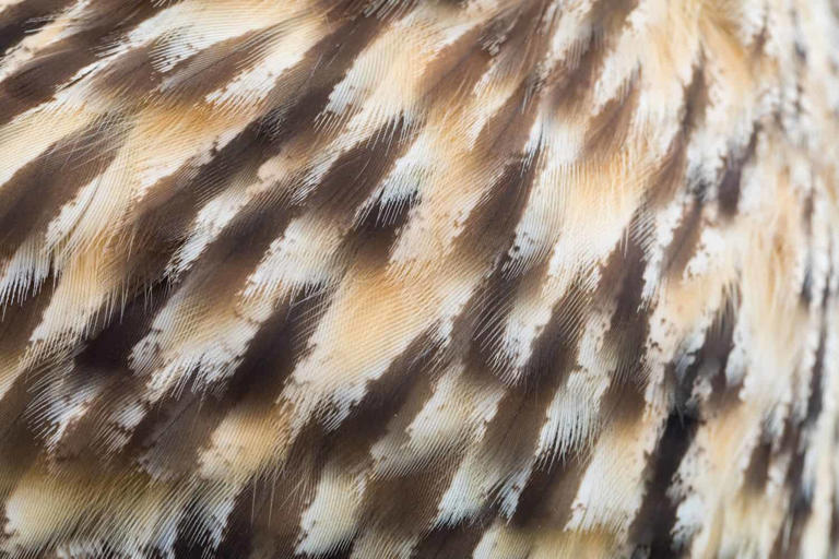 How 6 months of baths and a medieval surgery saved an owl