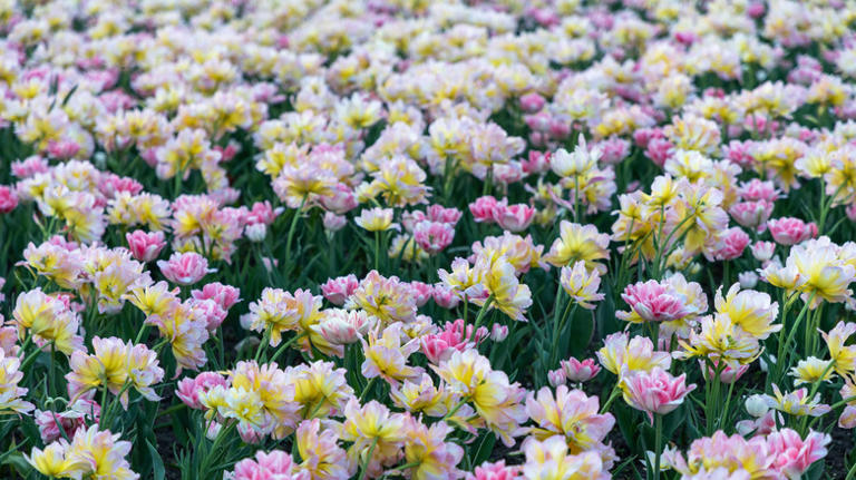 The beautiful flower that can replace peonies — it's hardy and easy to grow