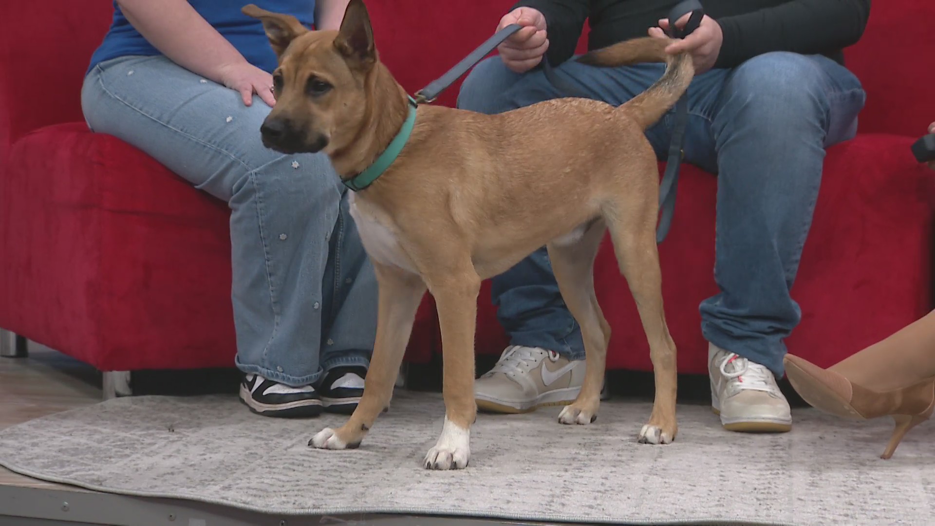 Pet of the week: Mack