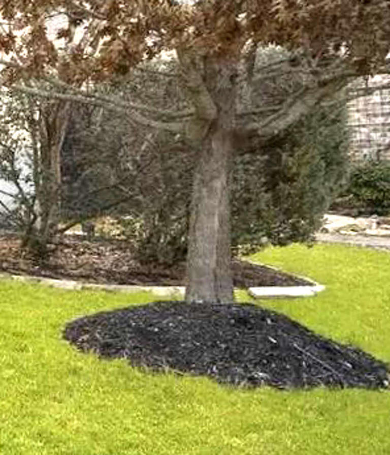 How to fix mulch volcanoes, save St. Augustine lawn and stop black spot ...
