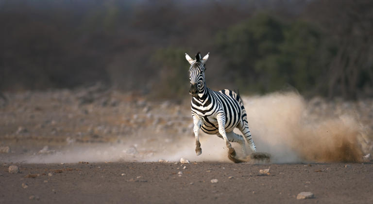Zebu, zorilla... 8 animals starting with 'z' including some crazy ones ...