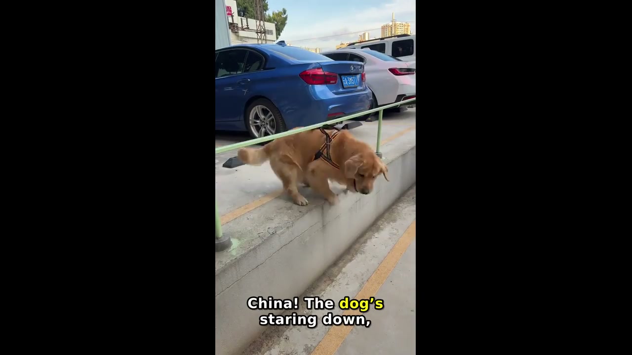 Hesitant Dog Struggles to Jump Down in Parking Lot