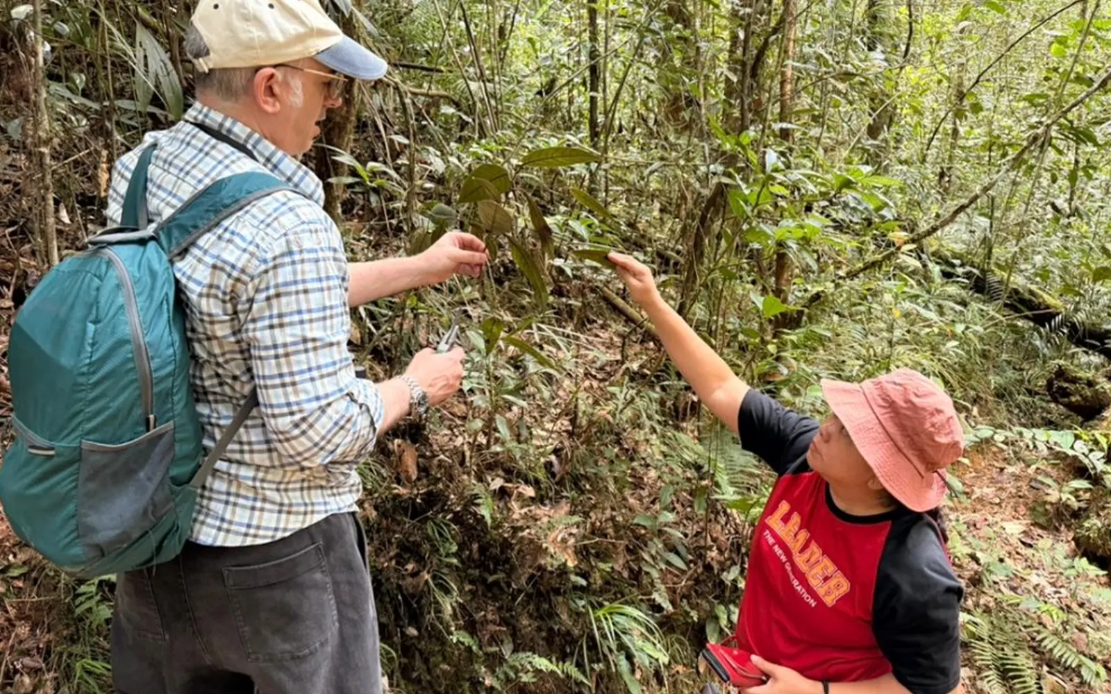 Rare plant found in Tawau confirmed as new species