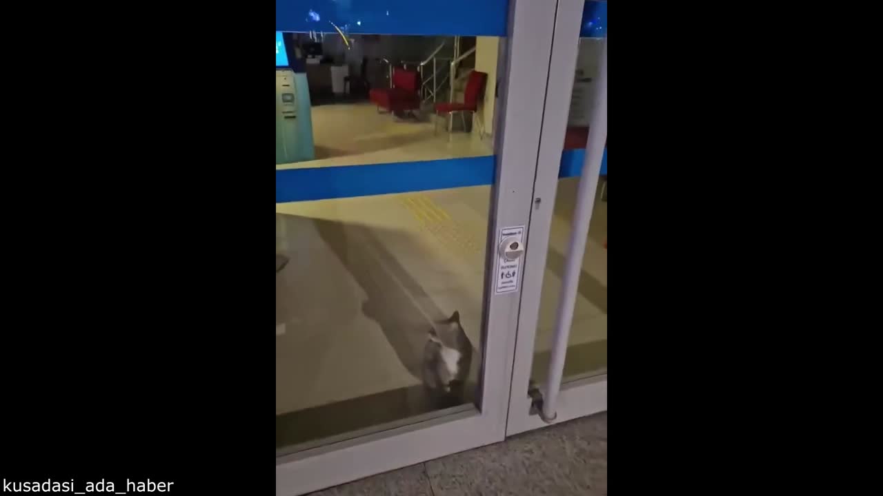 Watch how cat breaks into a bank and sets off alarm