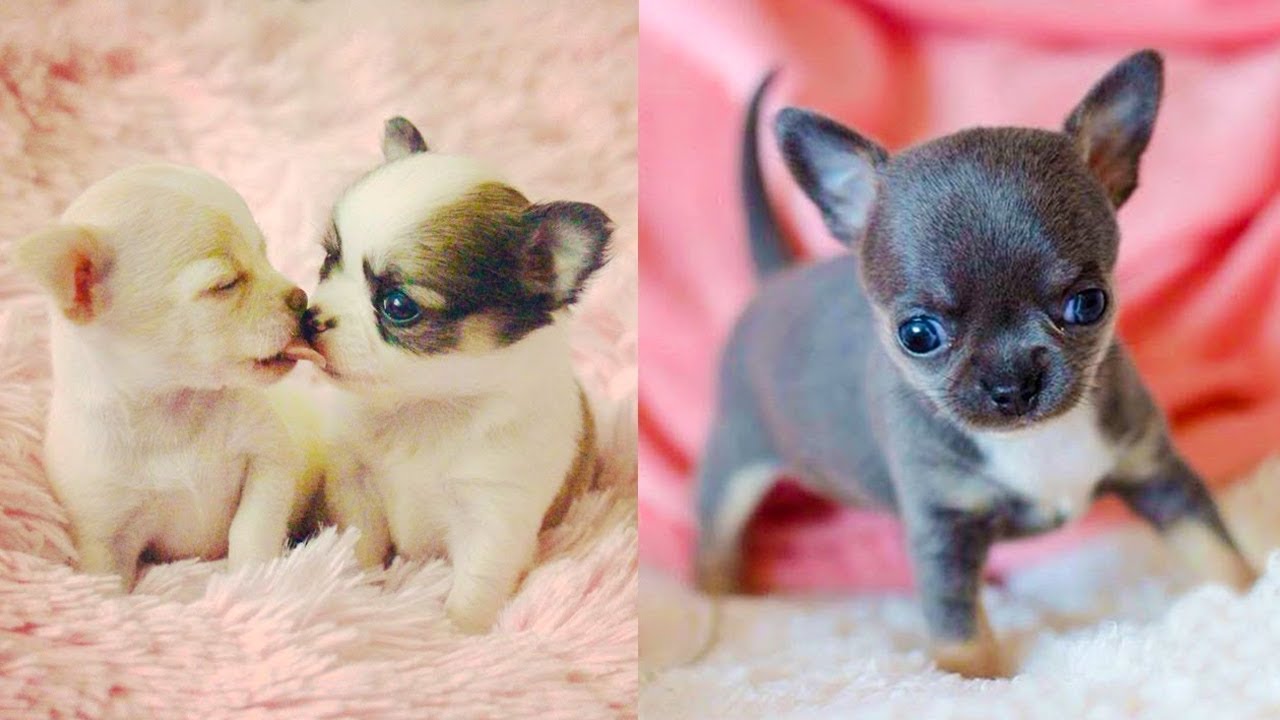 Soft puppy moments full of tiny affection