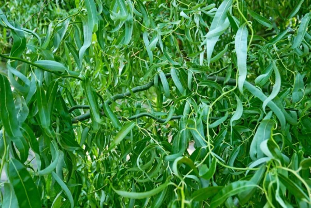 16 bizarre plants that act more like animals