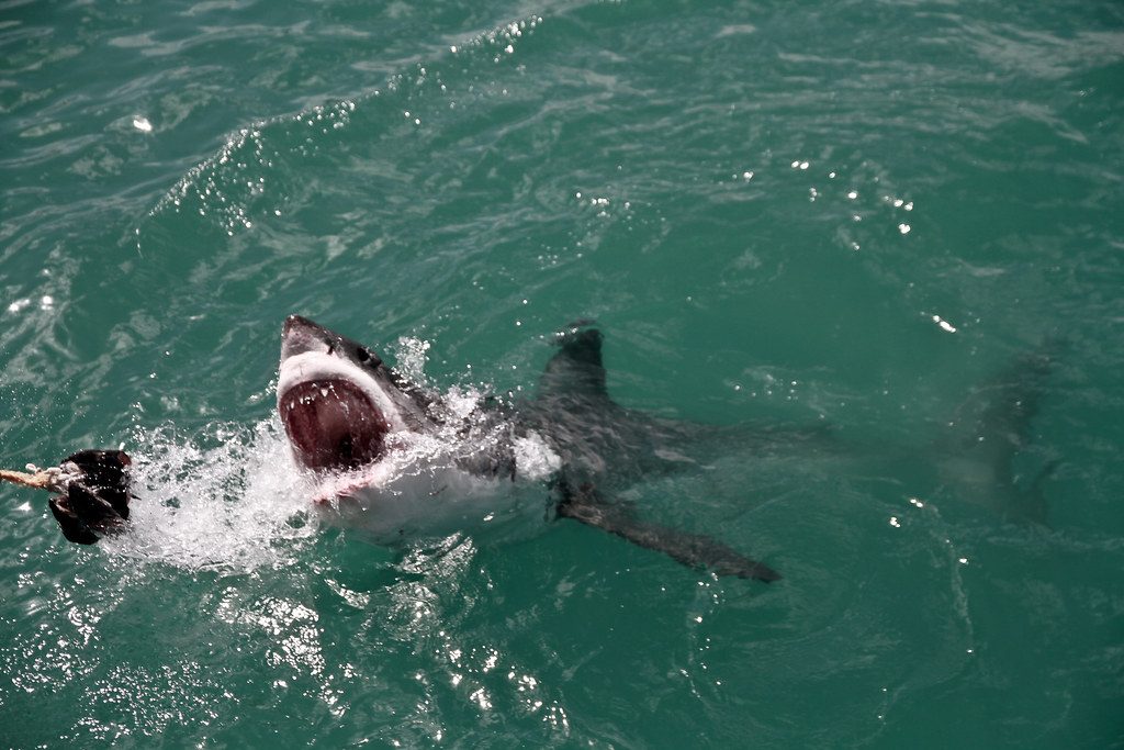 Why great white sharks are among the ocean’s most powerful predators