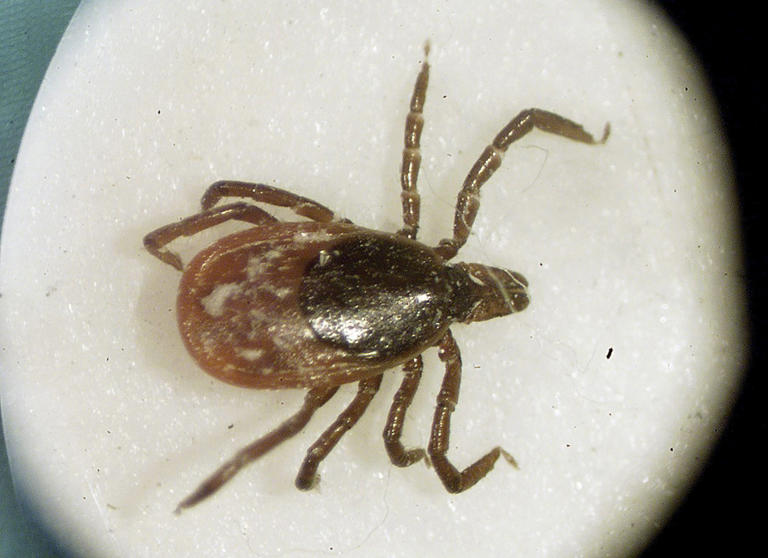 Fact file: No evidence planes are dropping ticks over Ontario