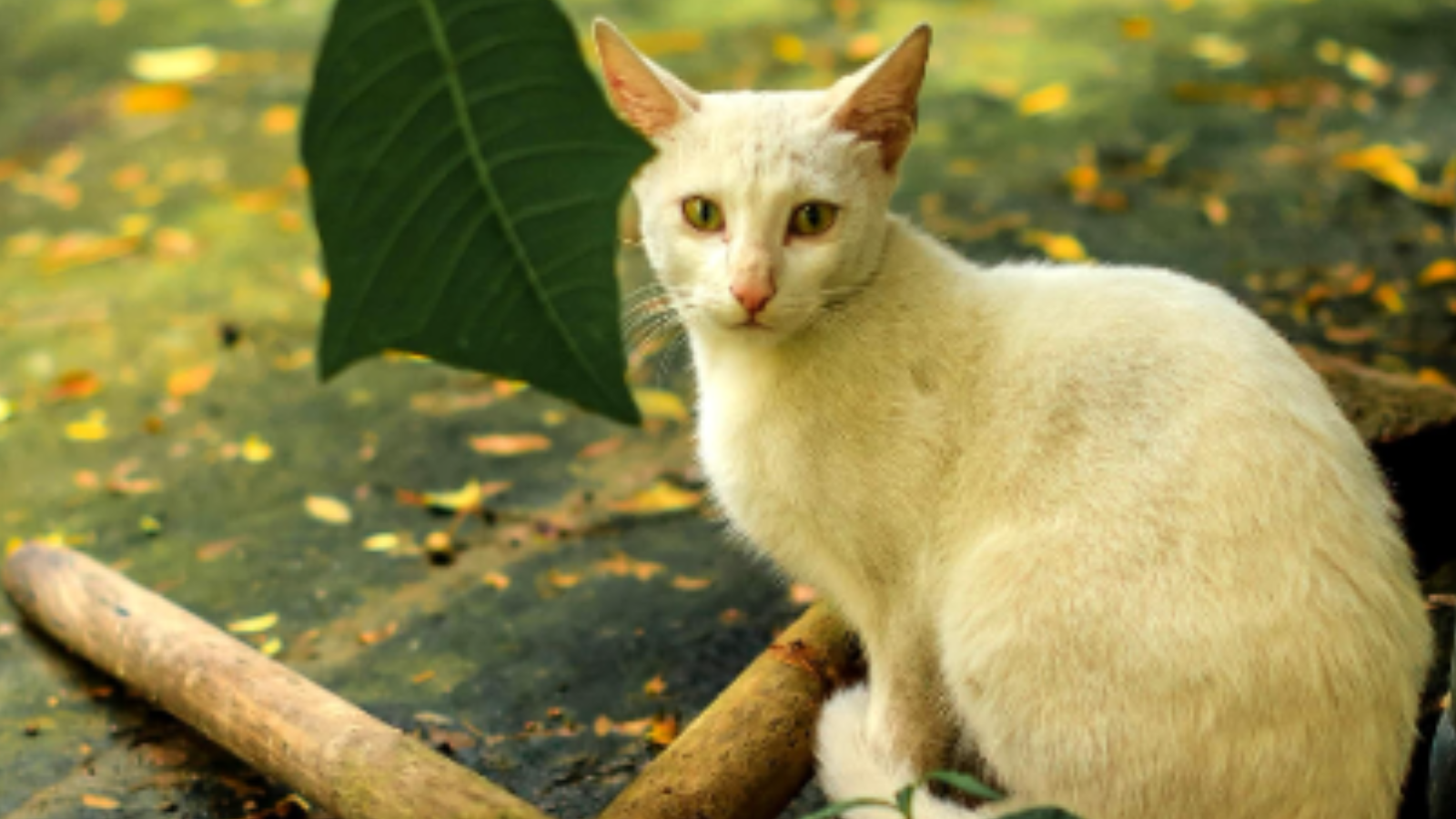 Wild cats few people ever get to see