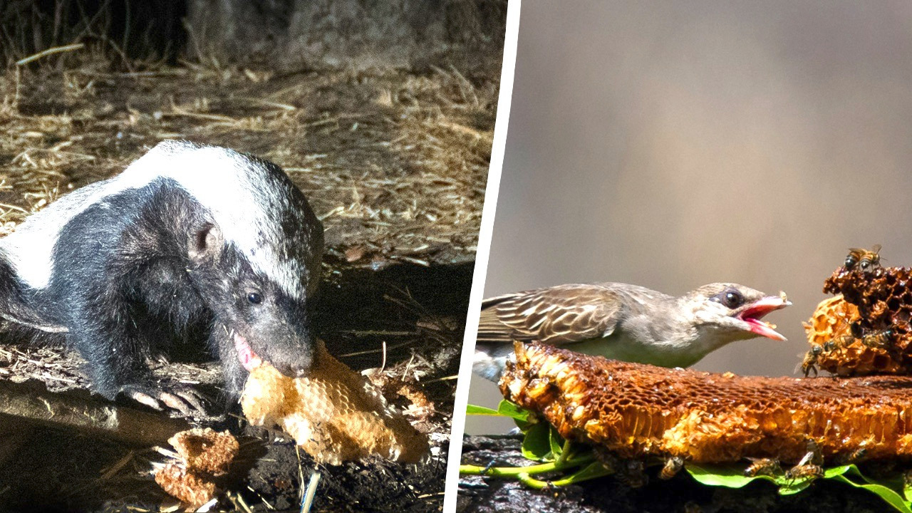 Honey badgers and honeyguides form unlikely alliance to find honey in ...