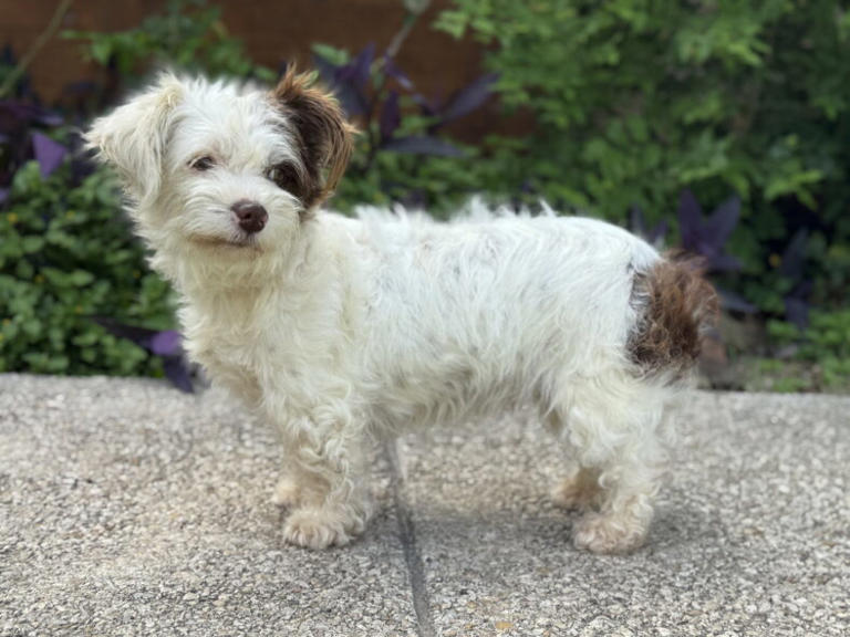 These 10 dogs in Texas are looking for someone to love them