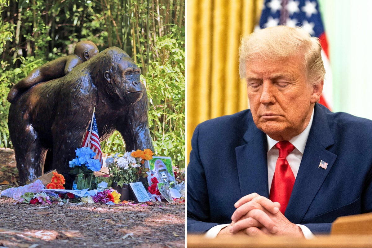 Trump White House shares bizarre tribute to Harambe the gorilla: "A ...